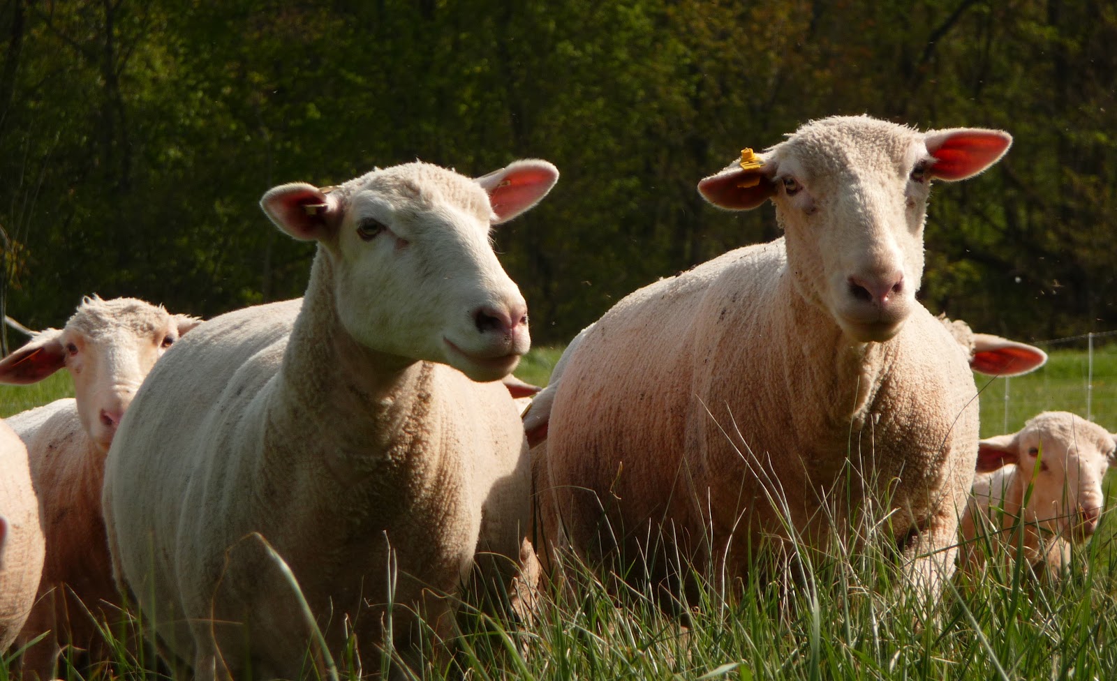 Wild Rose Farm: Still Waiting .........