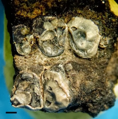 Nicole Bertin Infos: En Thaïlande, un nouveau primate anthropoïde daté ...