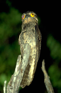 Desde mi otro mundo: La leyenda del Urutaú.