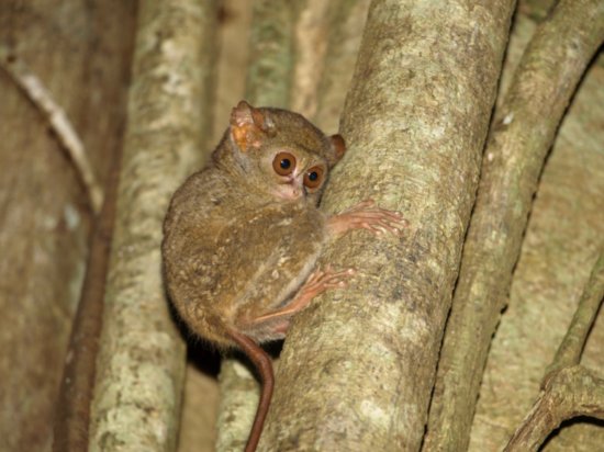 Tarsius, Primata Terkecil di Dunia