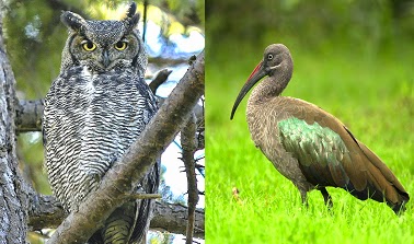 Being Human: June 2013