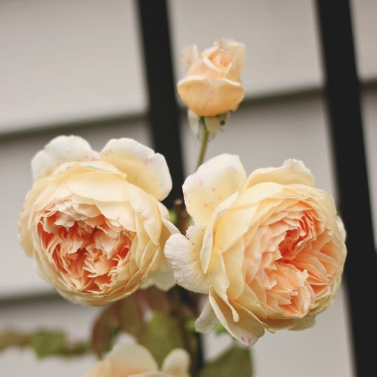 VW Garden: English Roses Blooming in Yellow, Peach and White