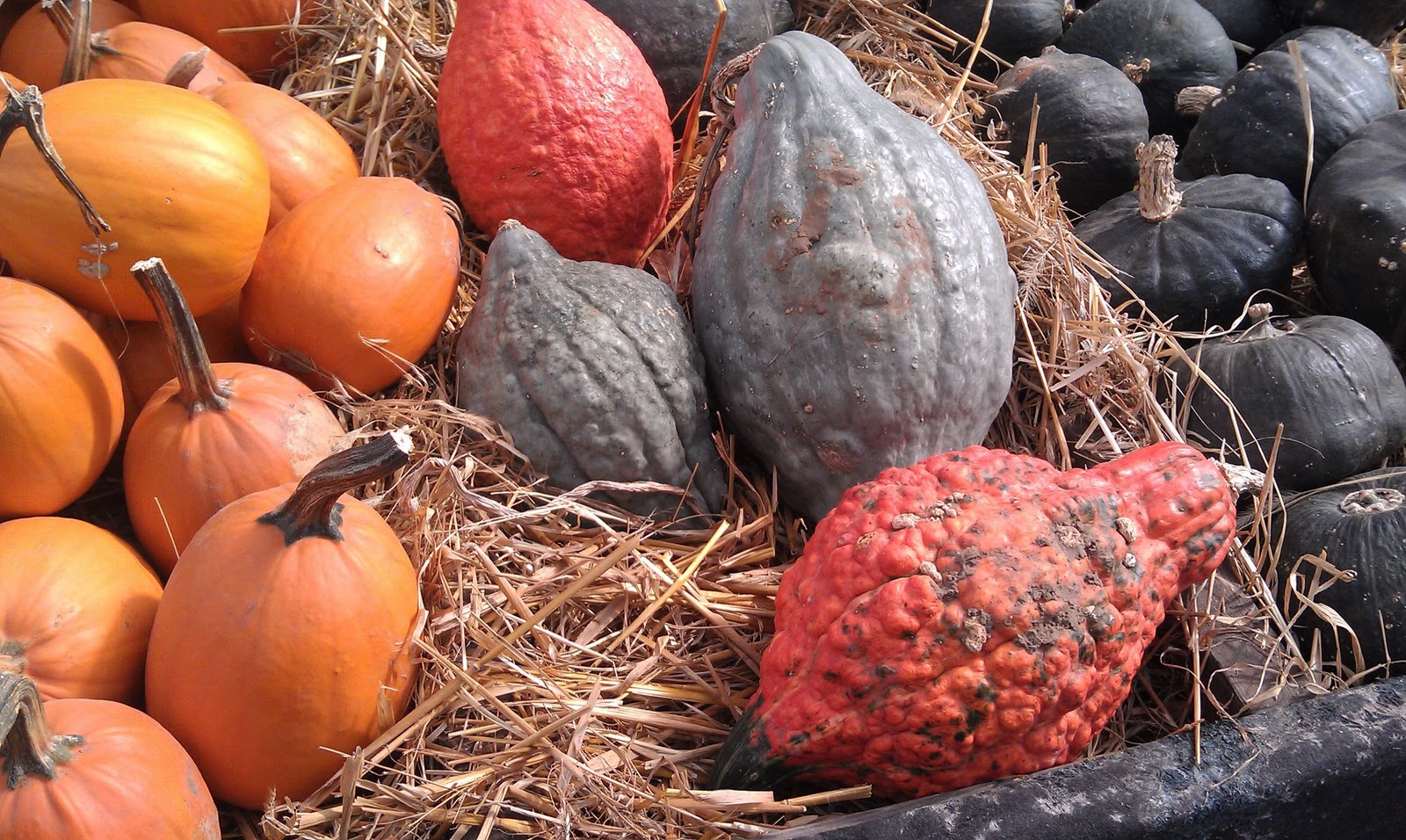 A Homegirl's Guide to Homemaking: Cucurbit Comestibles