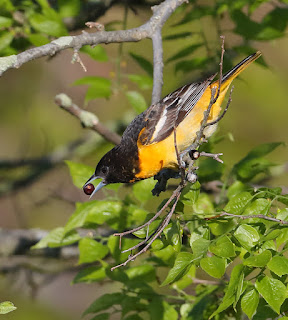 See What I See: Ocean City NJ wildlife -small birds