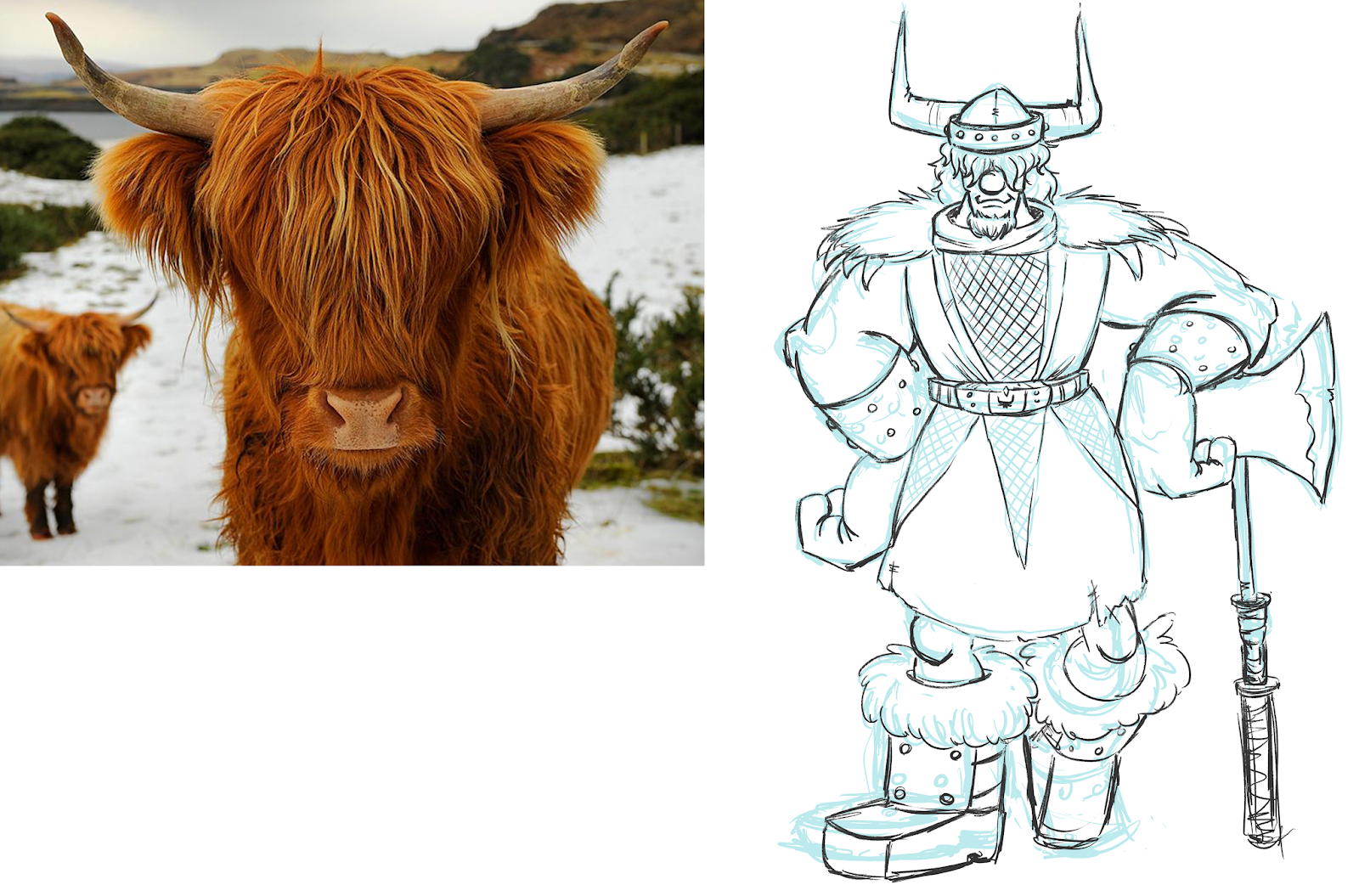 Highland Cattle Viking