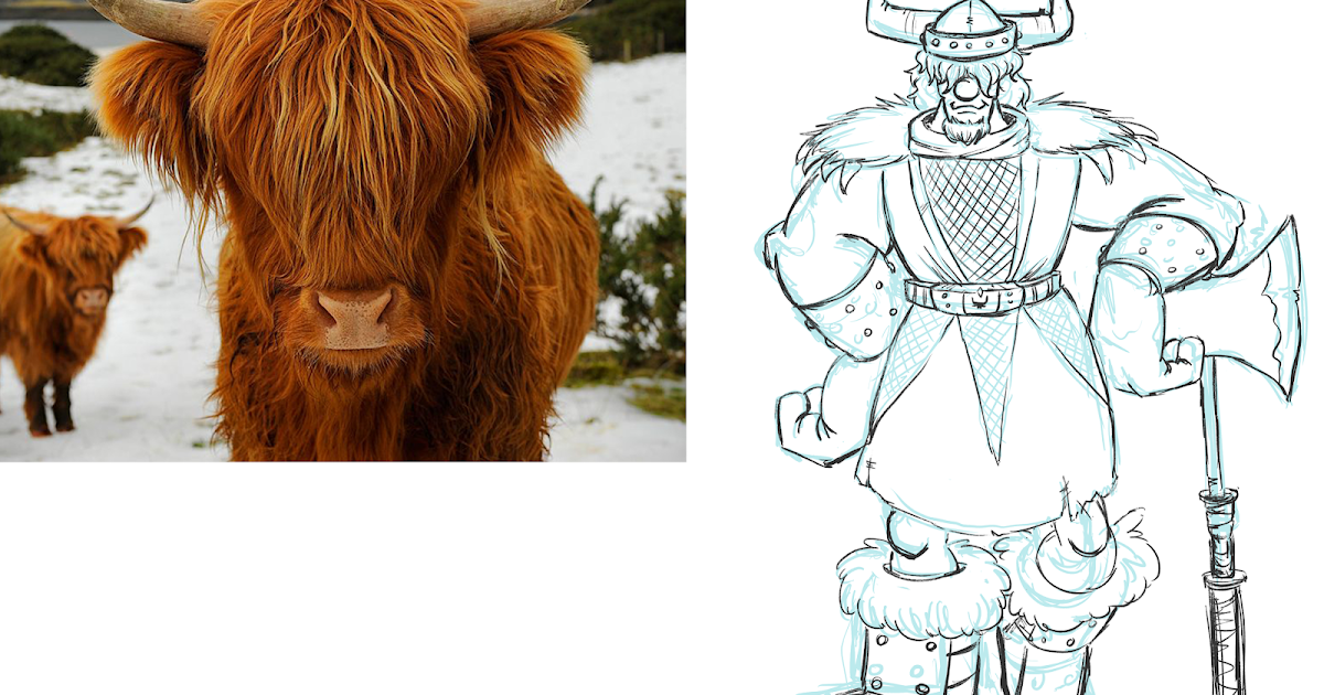 Highland Cattle Viking