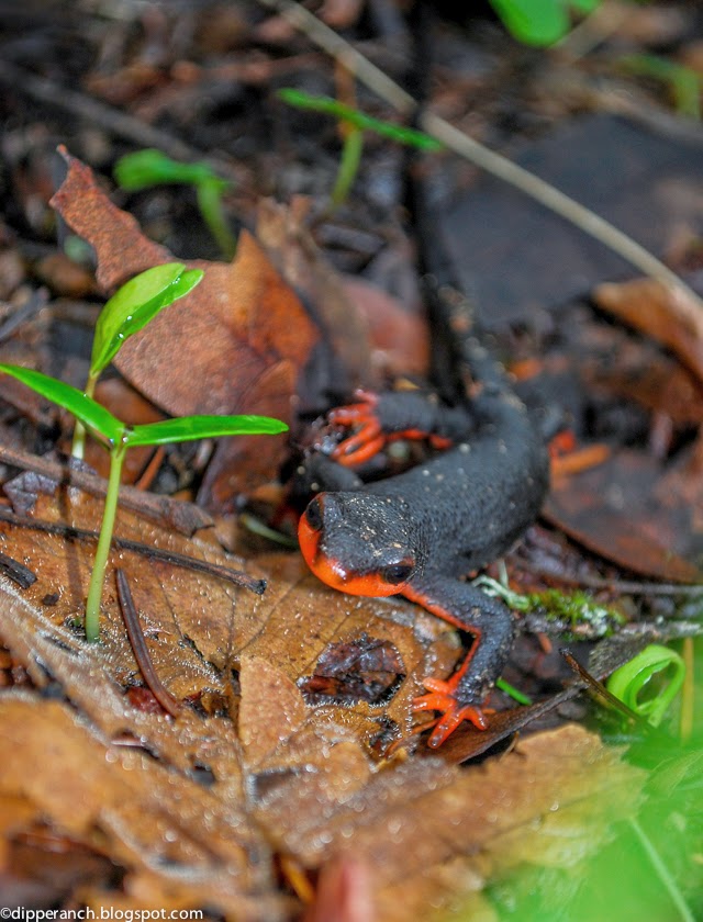 Red Belly Salamander