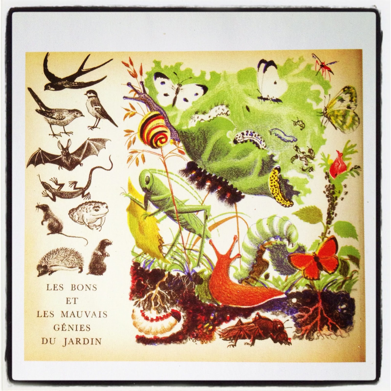 Feodor Rojankovsky and Vintage Children's Book Illustration