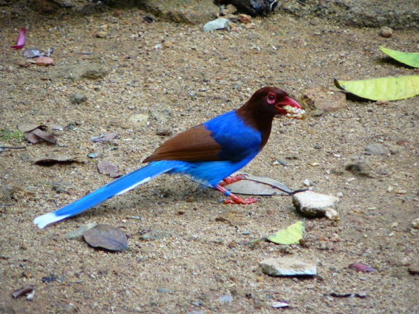 Sri Lankan Endemic Birds: Kahibella - Lanka Blue Magpie (Urocissa ornata)
