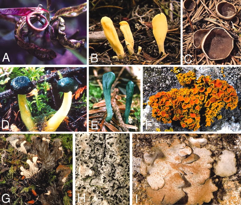 OH93 Independent Study On FUNGI Fungi Interacting With Plants Intro To oh93-independent-study-on-fungi-fungi-interacting-with-plants-intro-to