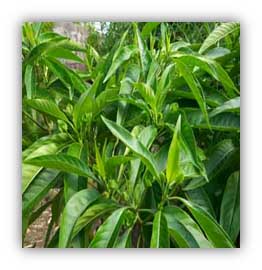 MEDICINAL PLANT BD: Adhatoda Vasica