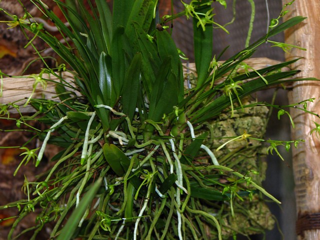 Angraecum calceolus orchid plant care and culture | Travaldo's blog