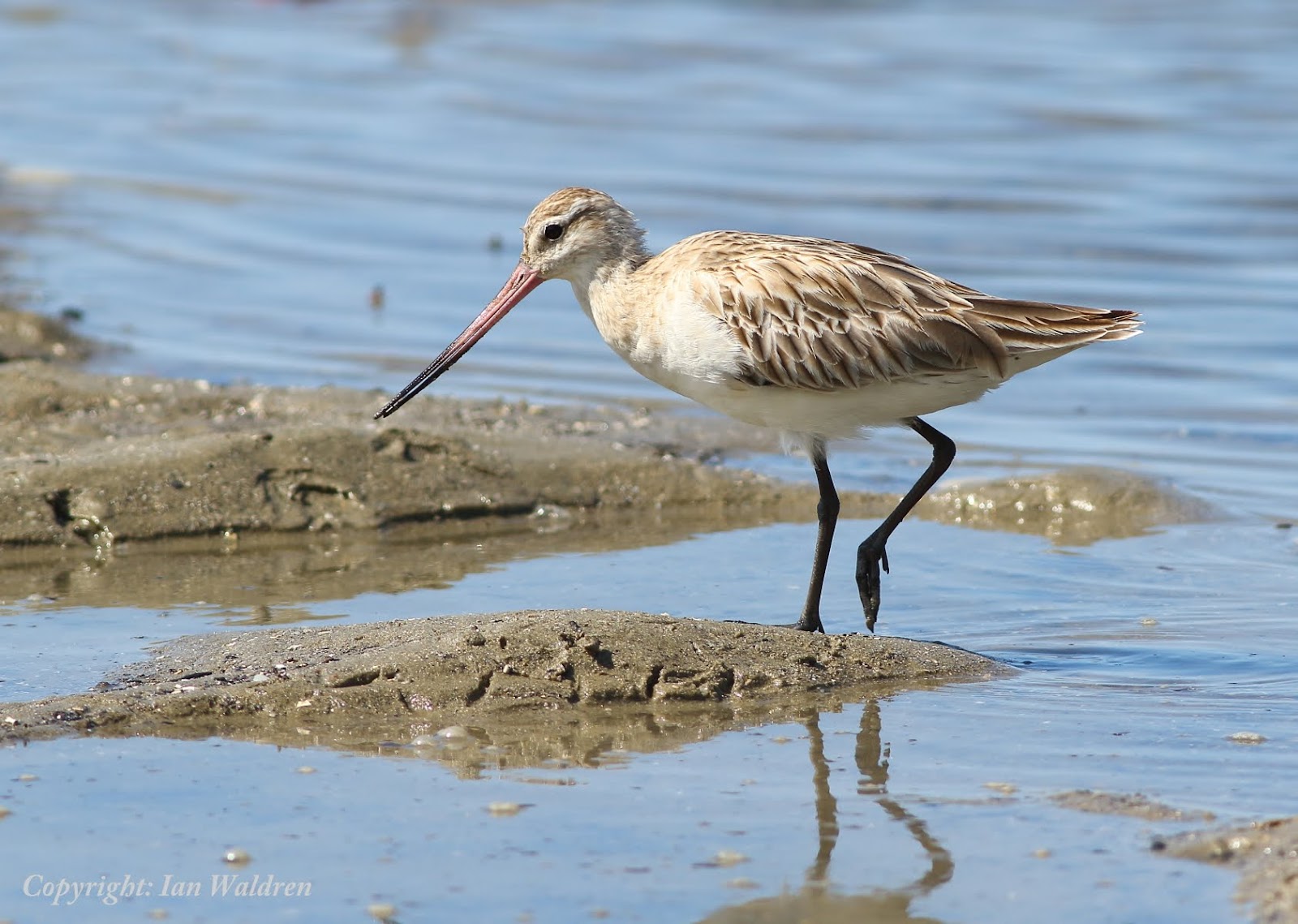 WILD TROPICAL QUEENSLAND: Shore & Water Birds