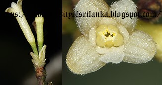 Biodiversity of Sri Lanka: වල්ලා/වල්ලා පට්ටා/පට්ටා වල්ලා[Walla/Walla ...