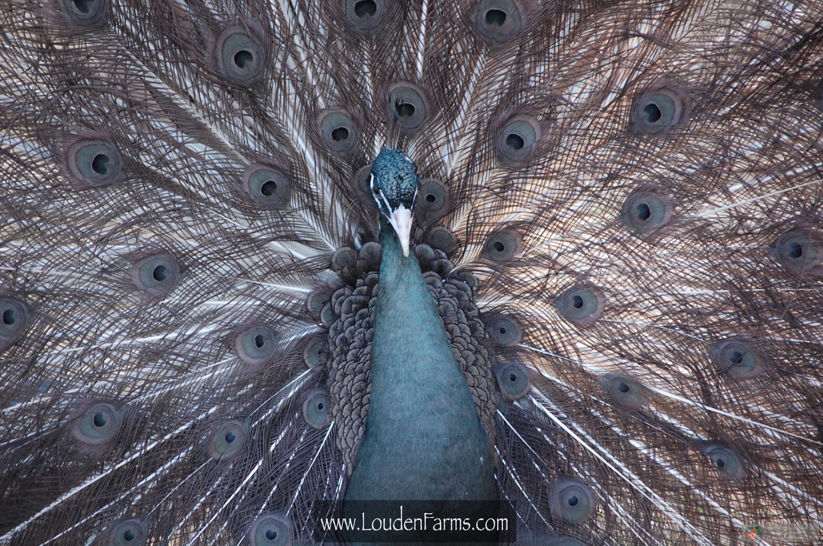 6LittleChickies - Life on Louden Farms: Peafowl 201: Genetics part 1 ...