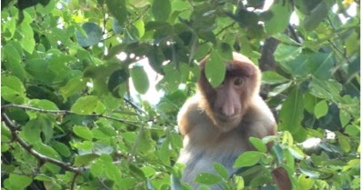 Malaysian Nature Society Kuching Branch: Proboscis Monkey: Diseases ...