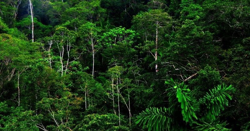 Floresta amazônica