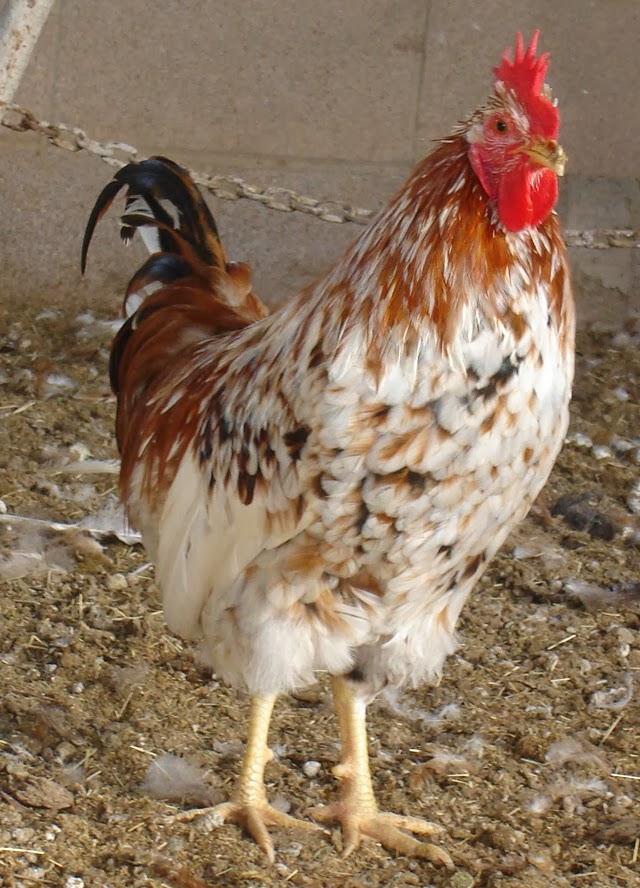 Aloha Chickens: November 2013