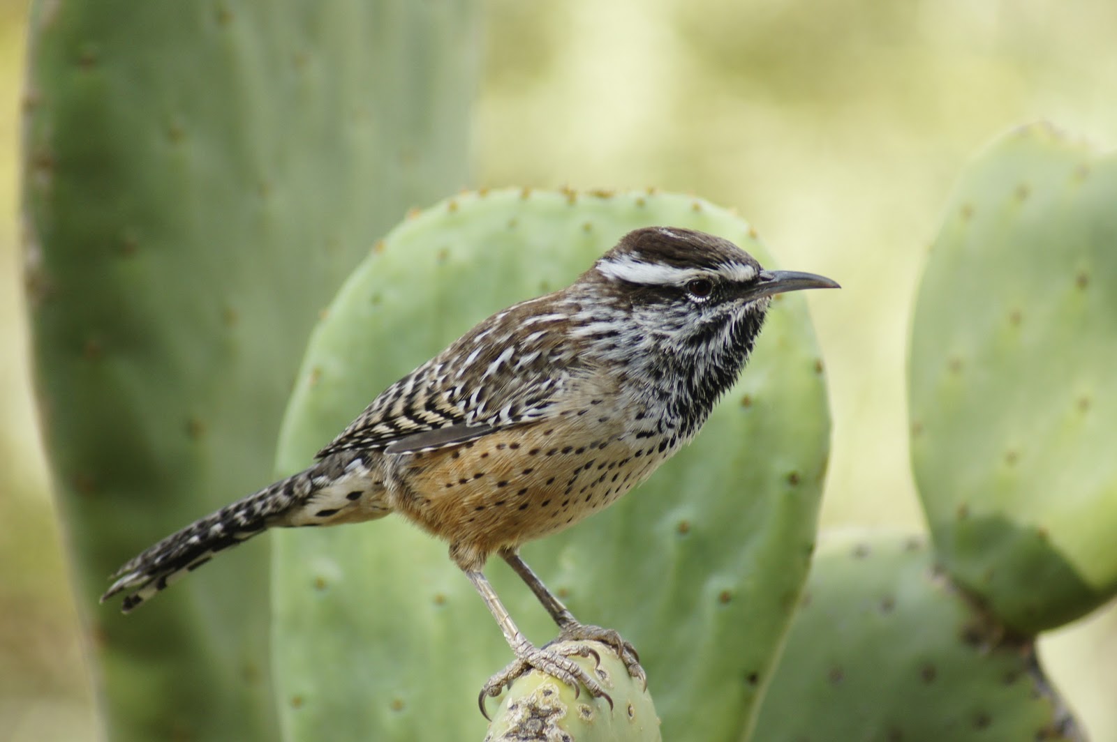 Butler's Birds: Cactus Wren