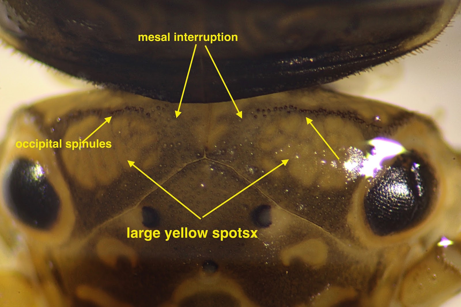 Aquatic Insects of Central Virginia: An Isogenoides Perlodid: but is it ...