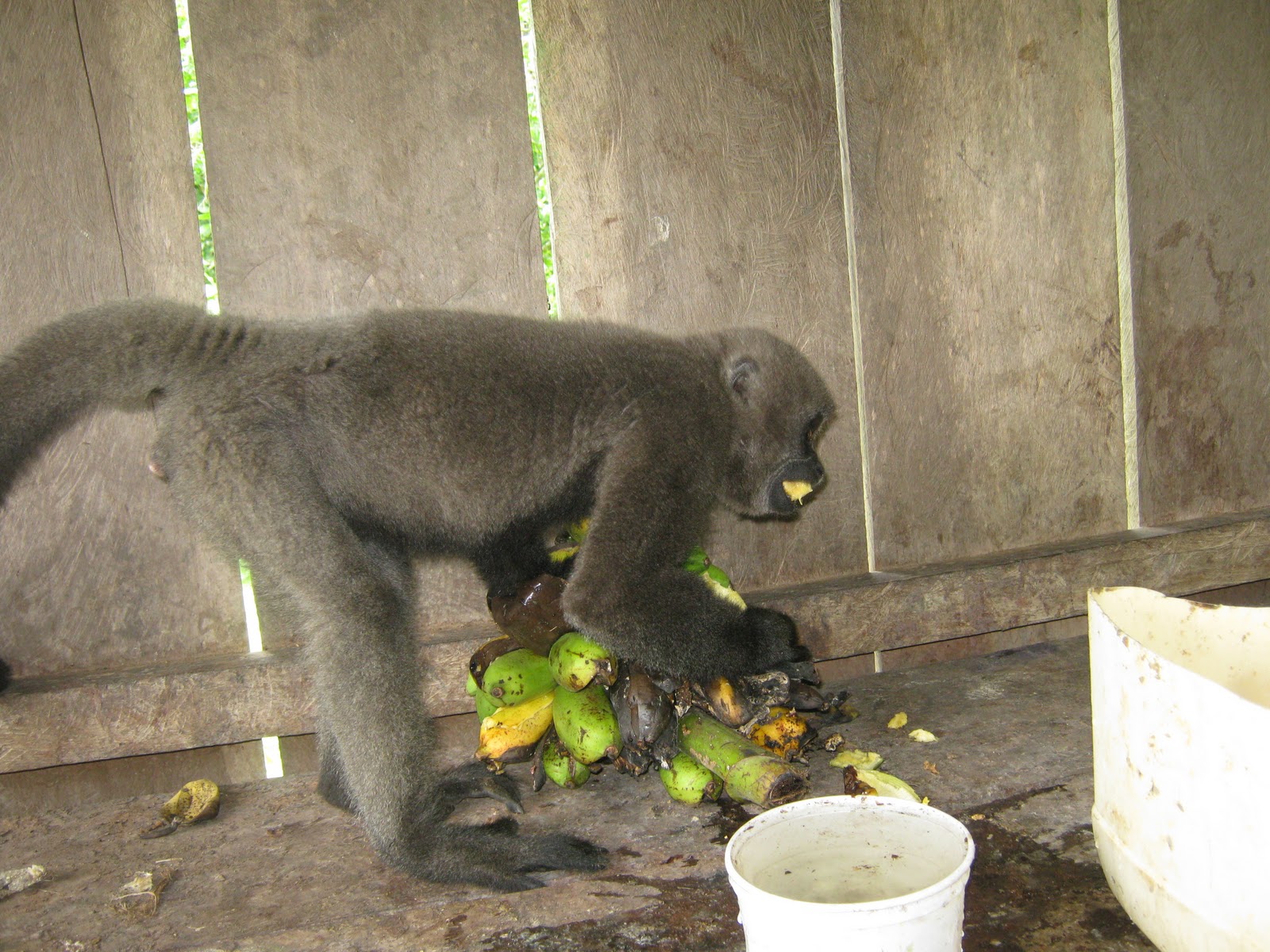 Pràctica Sena a Ecuador: Biodiversidad: Borugas, cusumbo, Danta ...