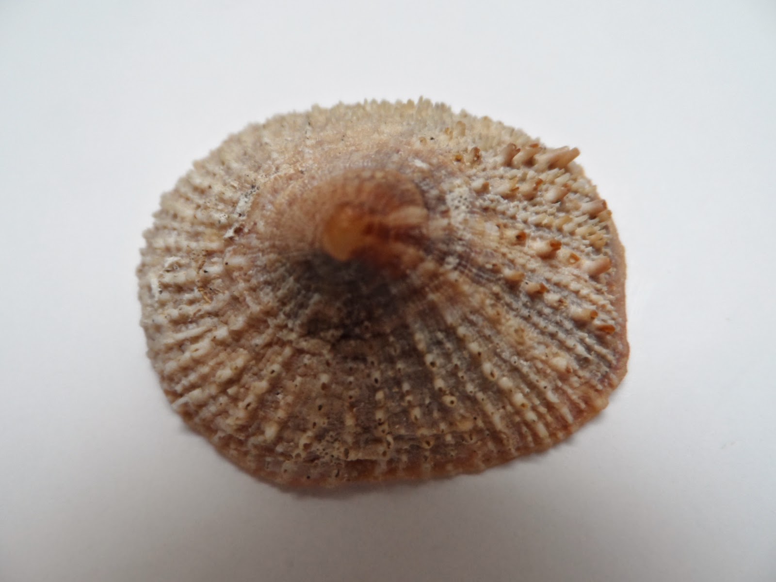 conchas y caracoles: CRUCIBULUM STRATUM