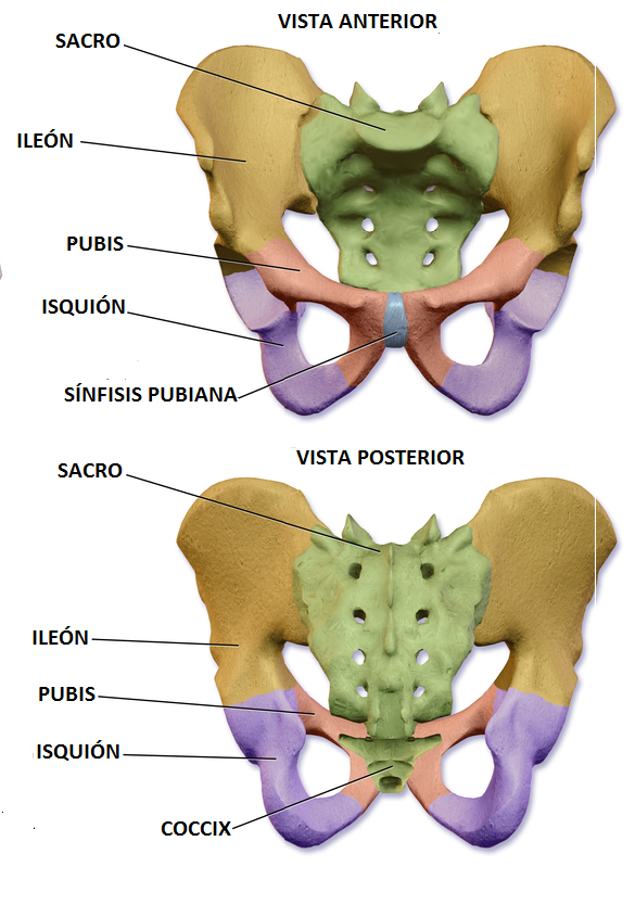 TU CUERPO.....UNA MÁQUINA MARAVILLOSA: HUESOS DE LA CINTURA ESCAPULAR Y ...