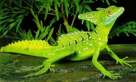 LA NATURALEZA EN CASA: basilisco común (Basiliscus basiliscus)