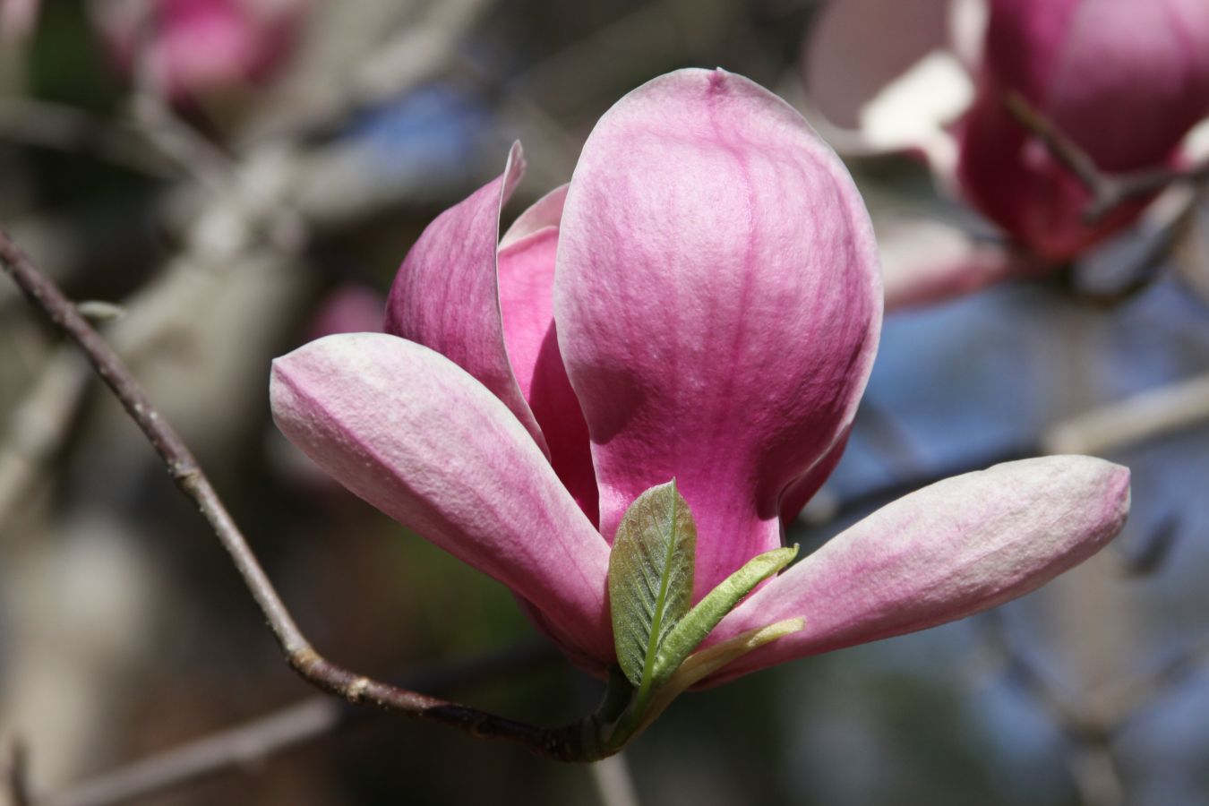 Sweet Southern Days: Japanese Magnolia Blossoms