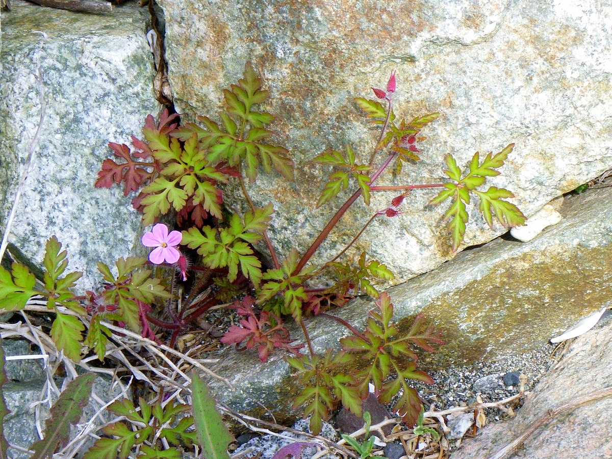 Wanderin' Weeta (With Waterfowl and Weeds): "Stinky Bob"