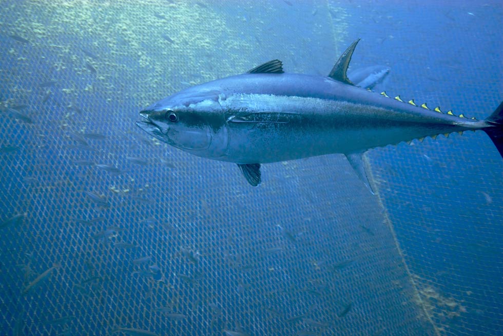 Domesticando al atún rojo.