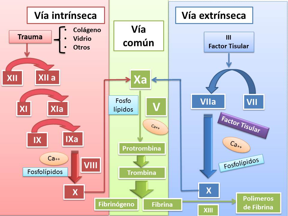 Blog Shido De Fisiología Medica: Vias de coagulación