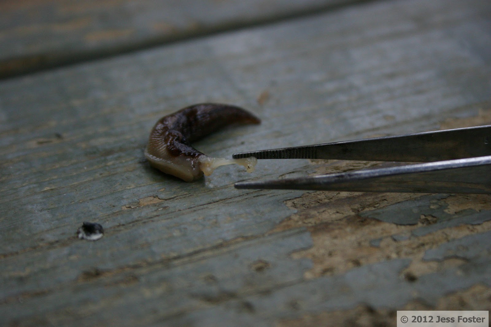 Sluggin' Along: Infected Slugs: Case #5