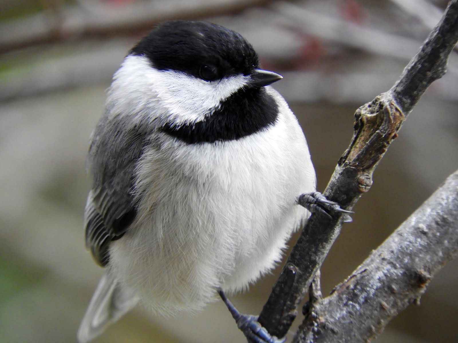 It's All About Purple: The Chickadees...