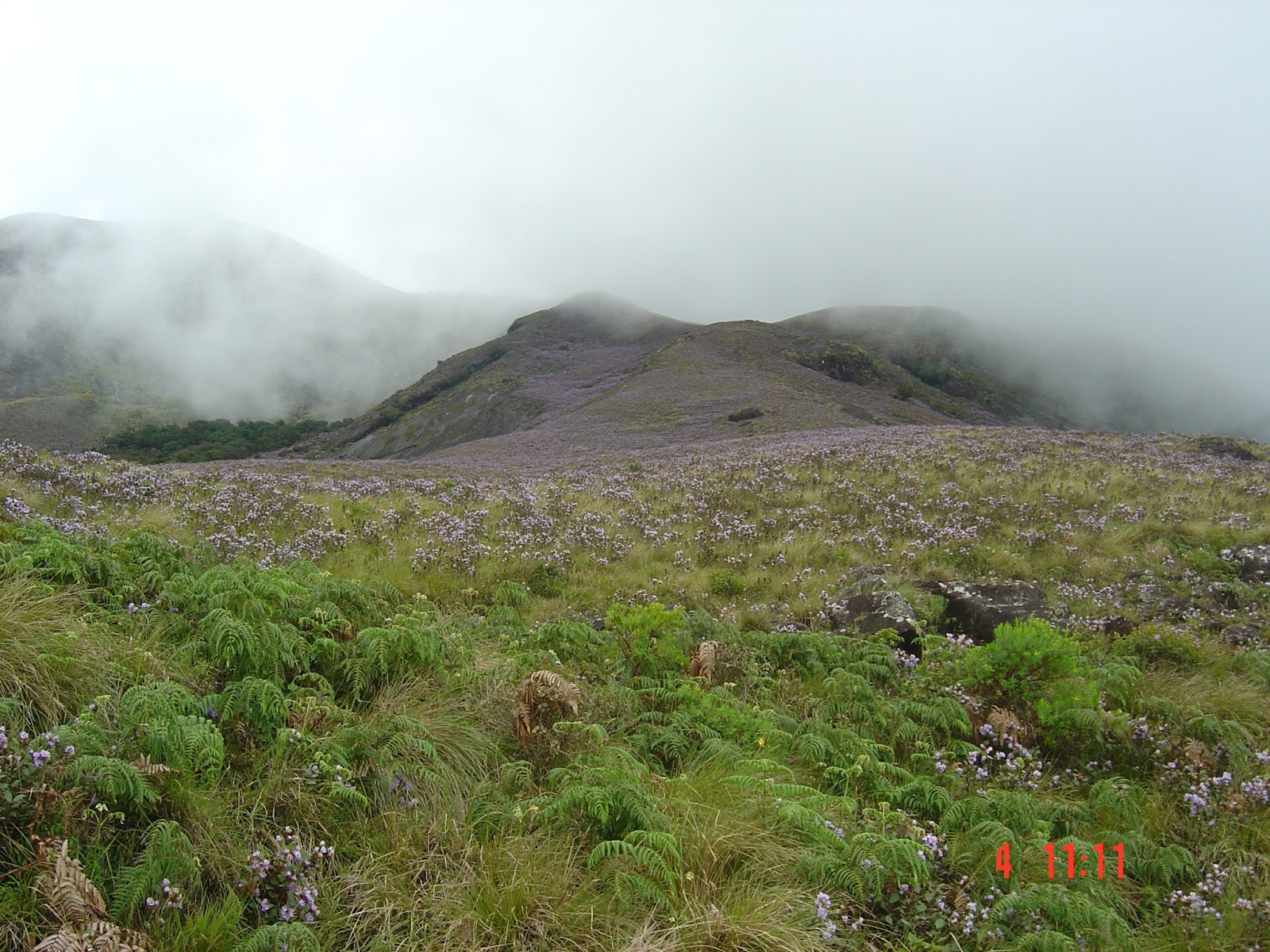 followme: Kurinji Flower - Nature's Gift to Mankind