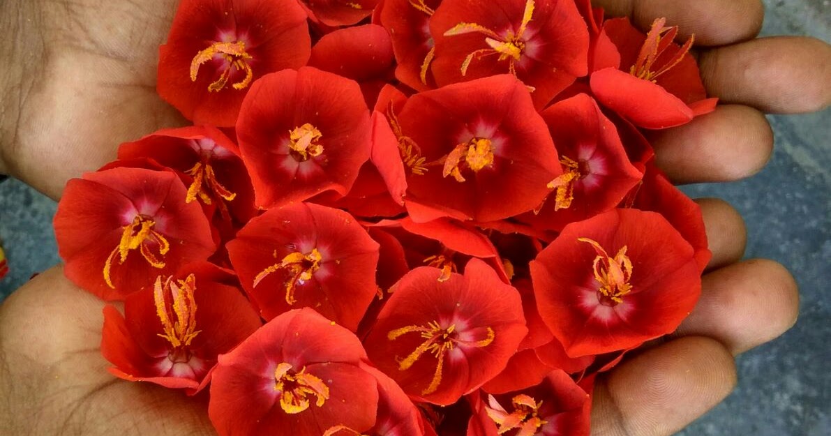 ♣ Vriksha ♣ Sasya ♣ Lata ♣: Mankena Puvvu / Pentapetes Phoenicia ...