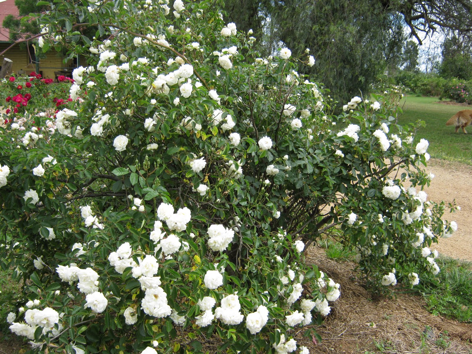 "Eurimbla" Roses: More members of the Hybrid Musk Group.