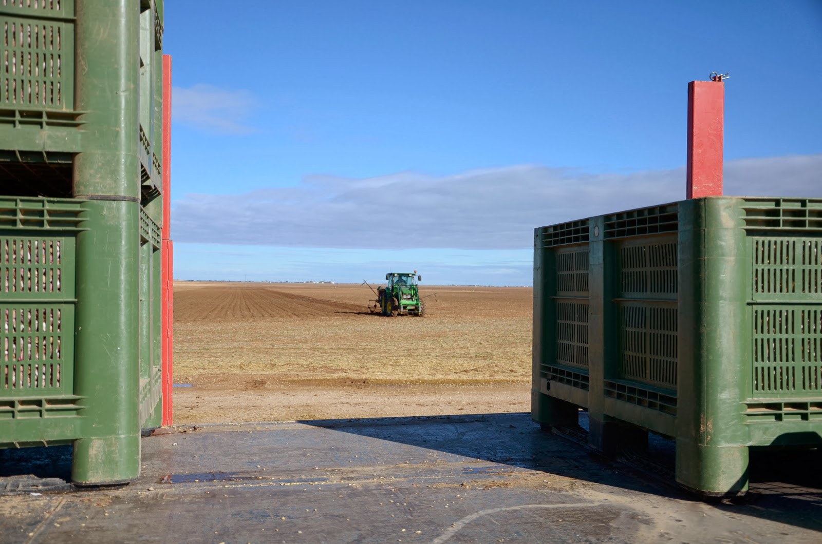 Garlic: Mechanical planter