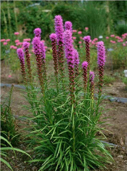 Beechwood Landscape Architecture and Construction: Blazing Star ...
