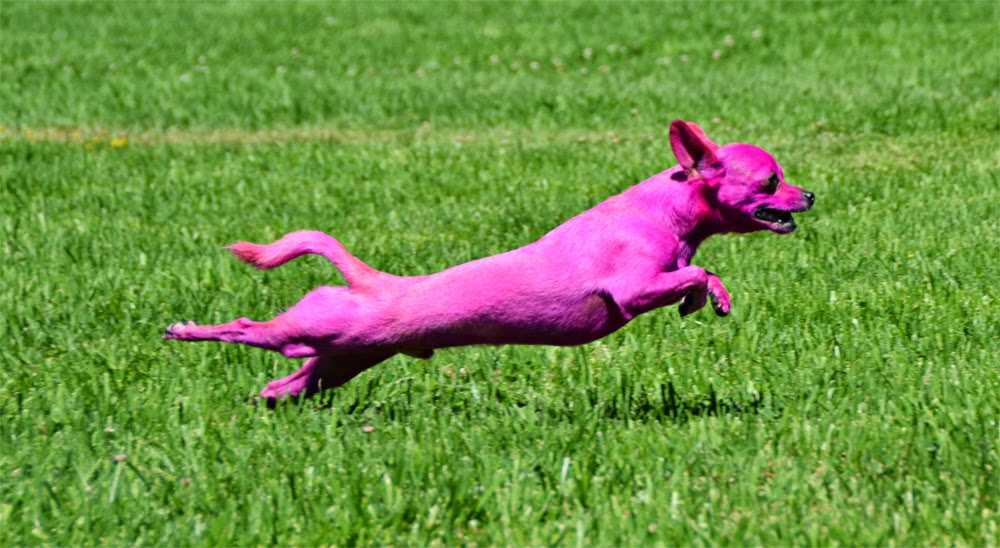 The Dog Geek: The Pinkening