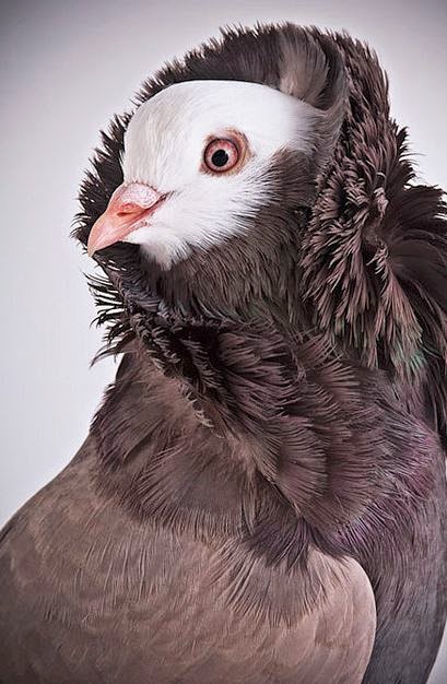 World of Pigeons and Doves: Old Dutch Capuchine ( Altholländischer ...