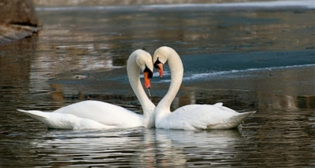 White Wolf : Swan Couple Separated By Sickness Has Sweetest Reunion