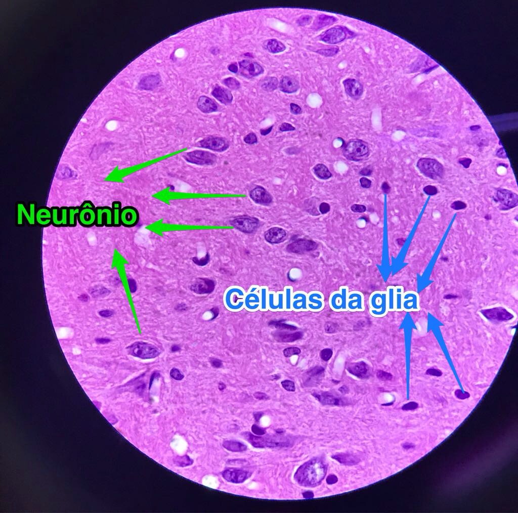 HISTOLOGIA90: HISTOLOGIA DO SISTEMA NERVOSO