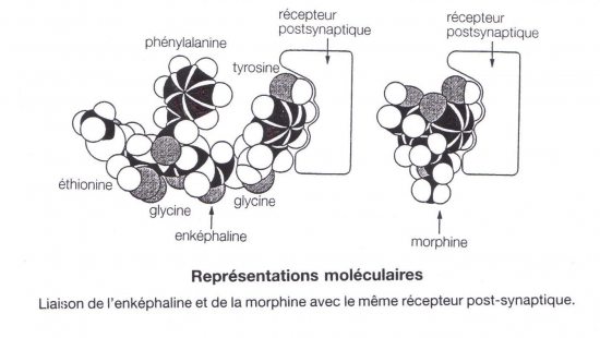 Sportivement scientifique !: Que du bonheur