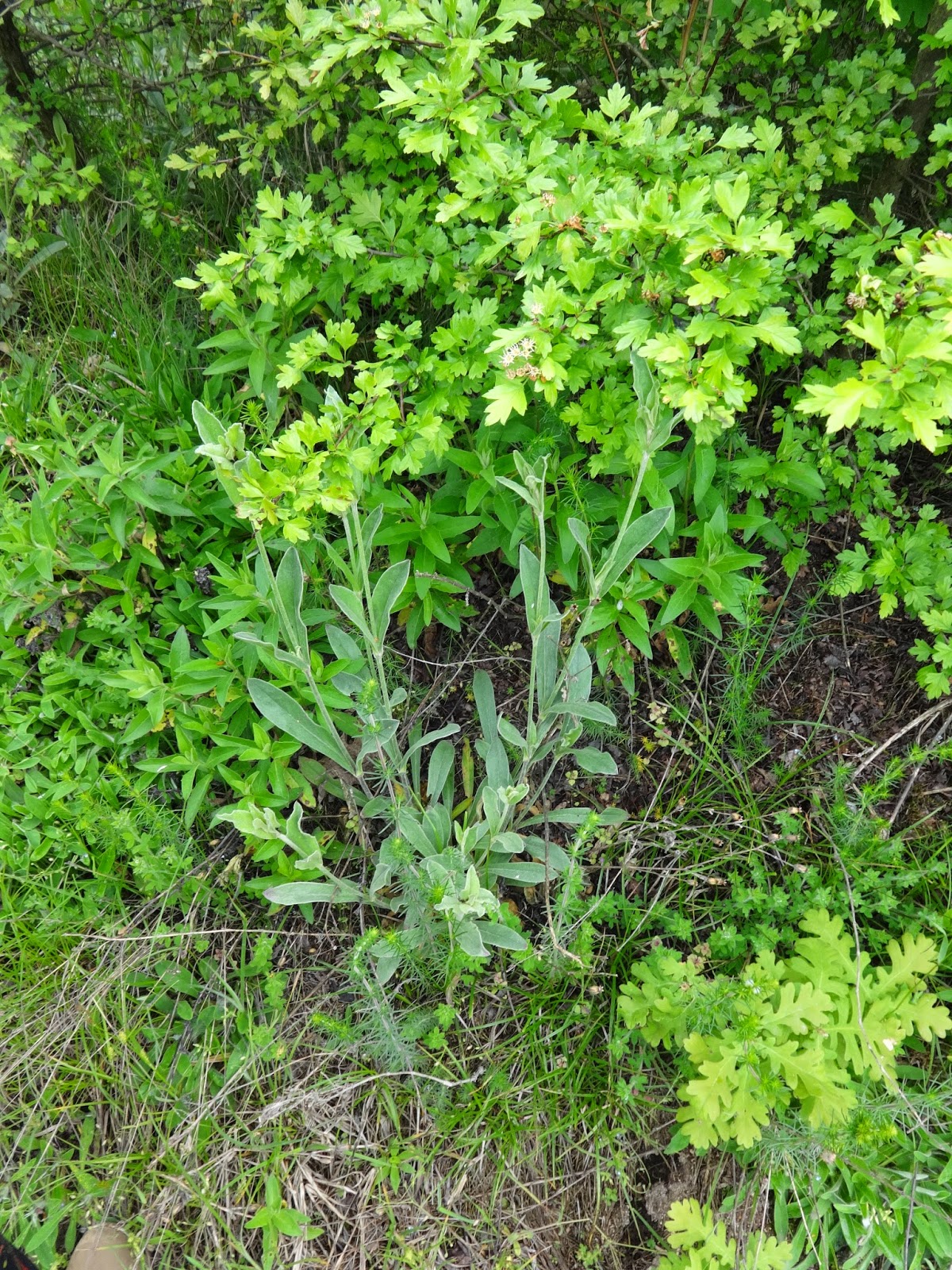 Herbs from Distant Lands: Sideritis scardica - Mursalsky Tea, Ironwort ...