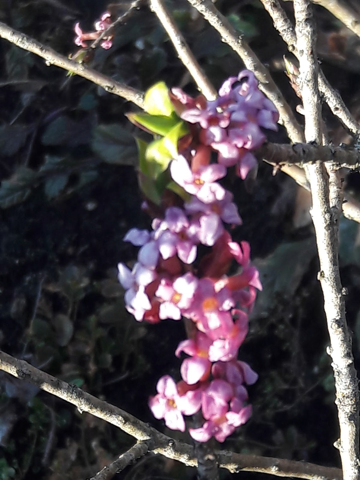 PELĪŠU DĀRZS - MANA Ziedu Māja: Mana ziedu enciklopēdija