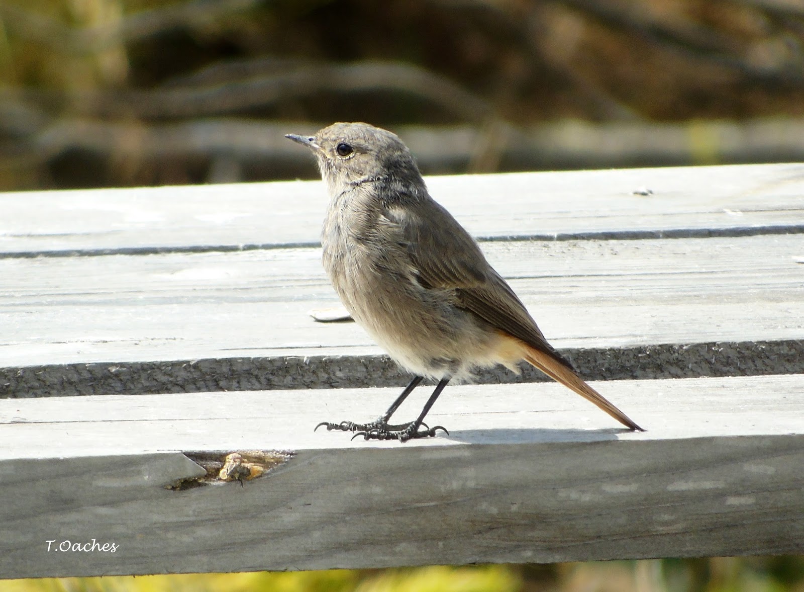 PASARI DIN ROMANIA: CODROS DE MUNTE (1), Phoenicurus ochruros