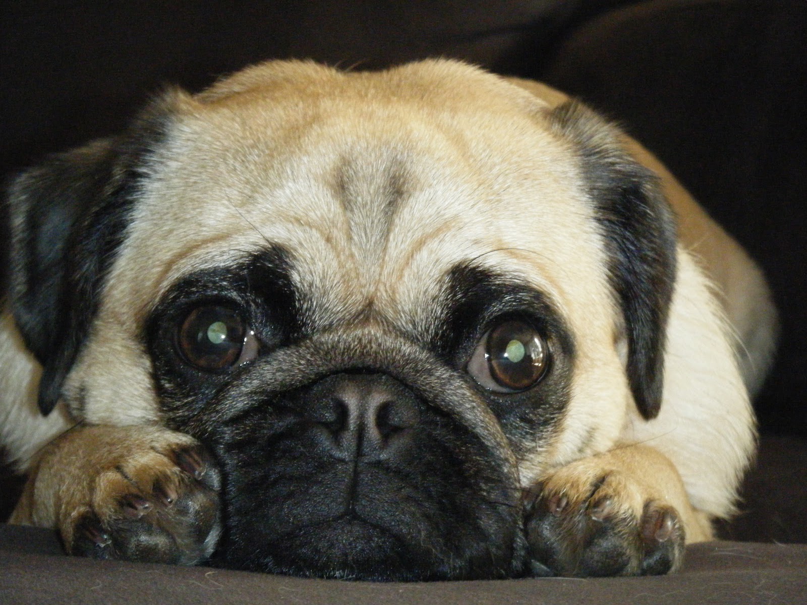 The Pug Show: June 2012