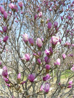 Dr. Dan's Garden Tips: Spring Bloomers