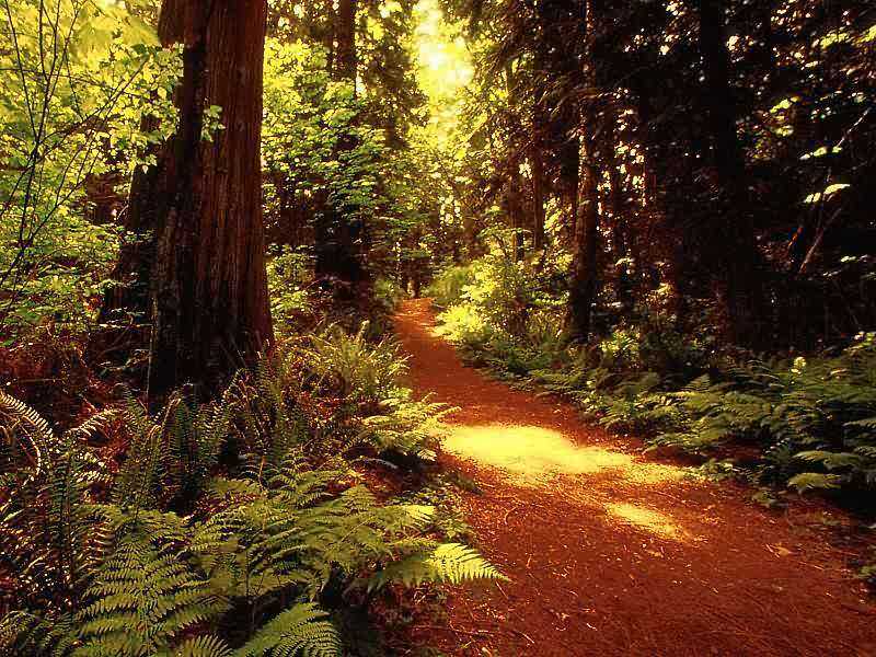 ORMAN RESİMLERİ-Manzaralar